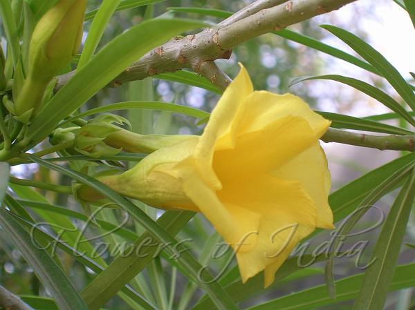 SRI'S NEWSLETTER: Dears please share and tag yourself to this album ...