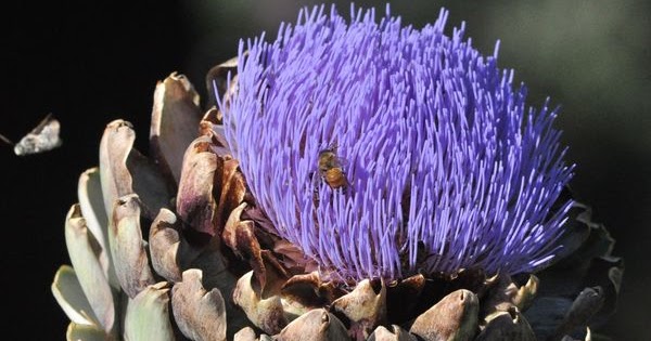 La Familia de la Apicultura - The Beekeeping Family: FOTOGRAFIAS DE ...