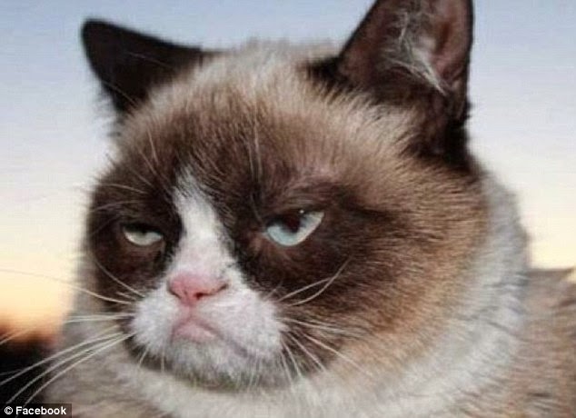 Kumpulan Foto Grumpy cat 'Kucing Terkaya Di Dunia' | Gambar Foto Terbaru