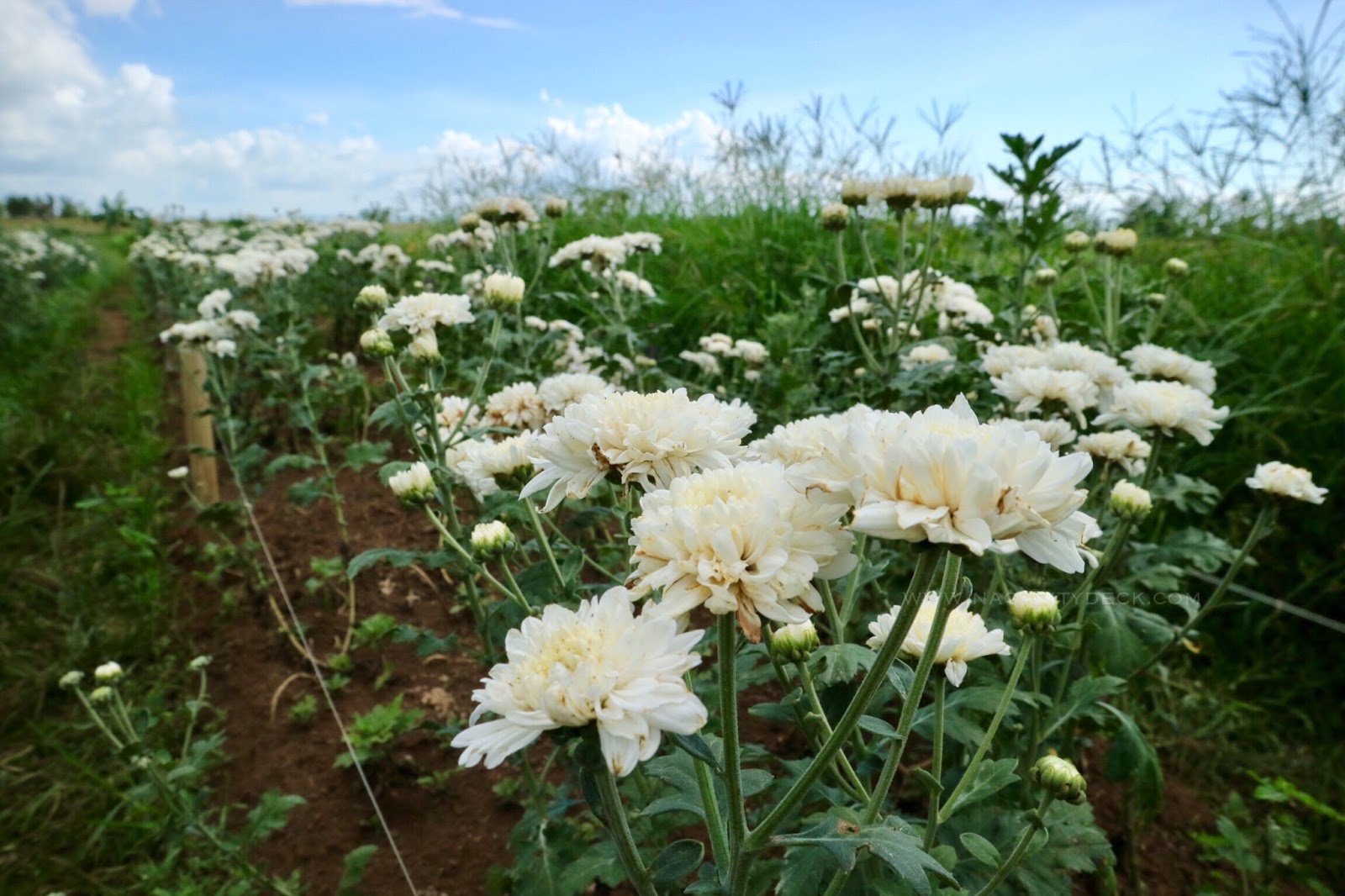 Sunflowers bloom in Naga's flower farms in Pacol ~ Naga City Deck