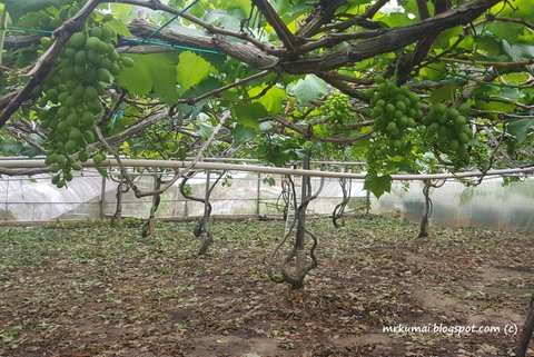mrkumai.blogspot.com: Kebun Anggur Lembah Bertam: Musim anggur ...