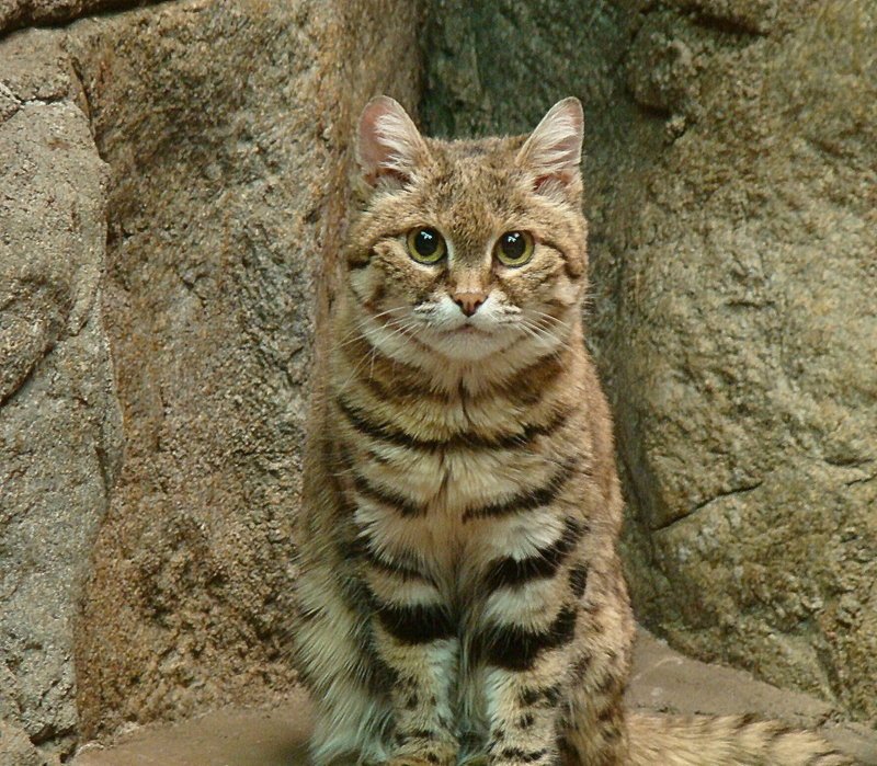 Mundo Felino: Pequeños Felinos Salvajes