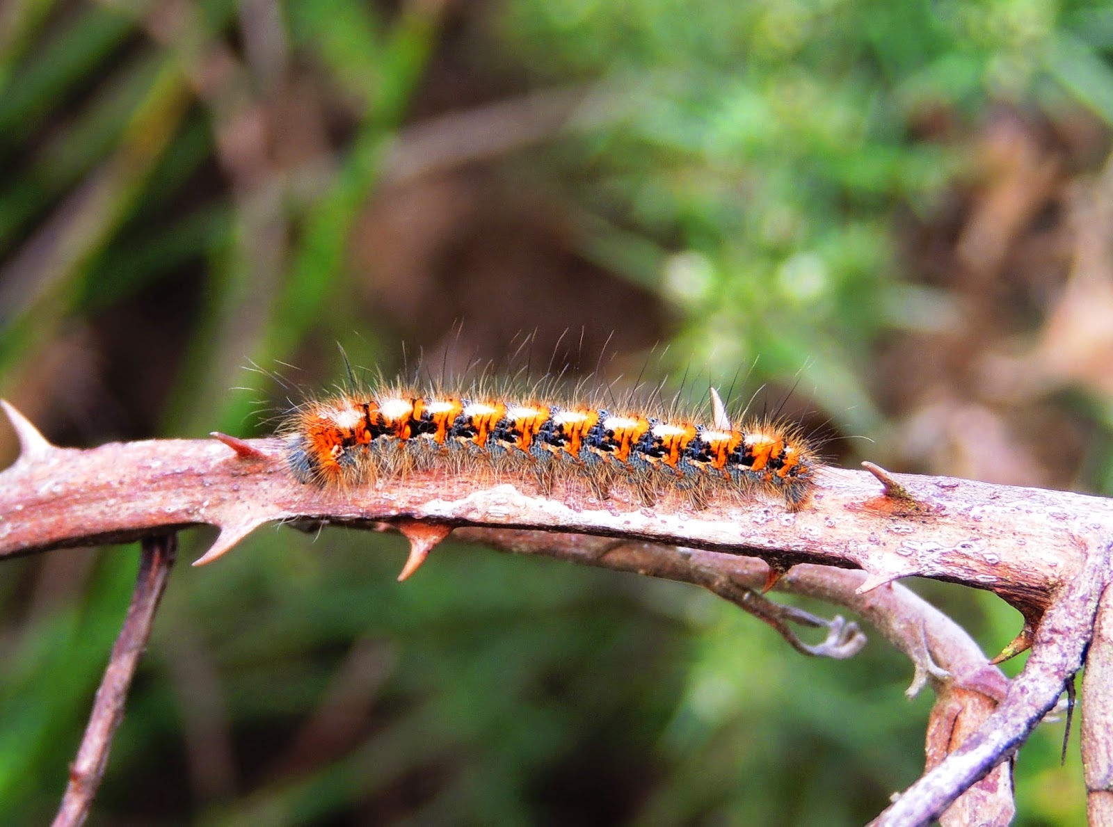 Mariposas y orugas (Volvoretas e eirugas): La oruga es bella ...