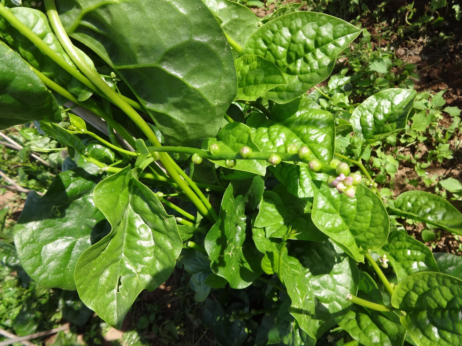 Herbs from Distant Lands: Basella alba, Basella rubra - Malabar Spinach