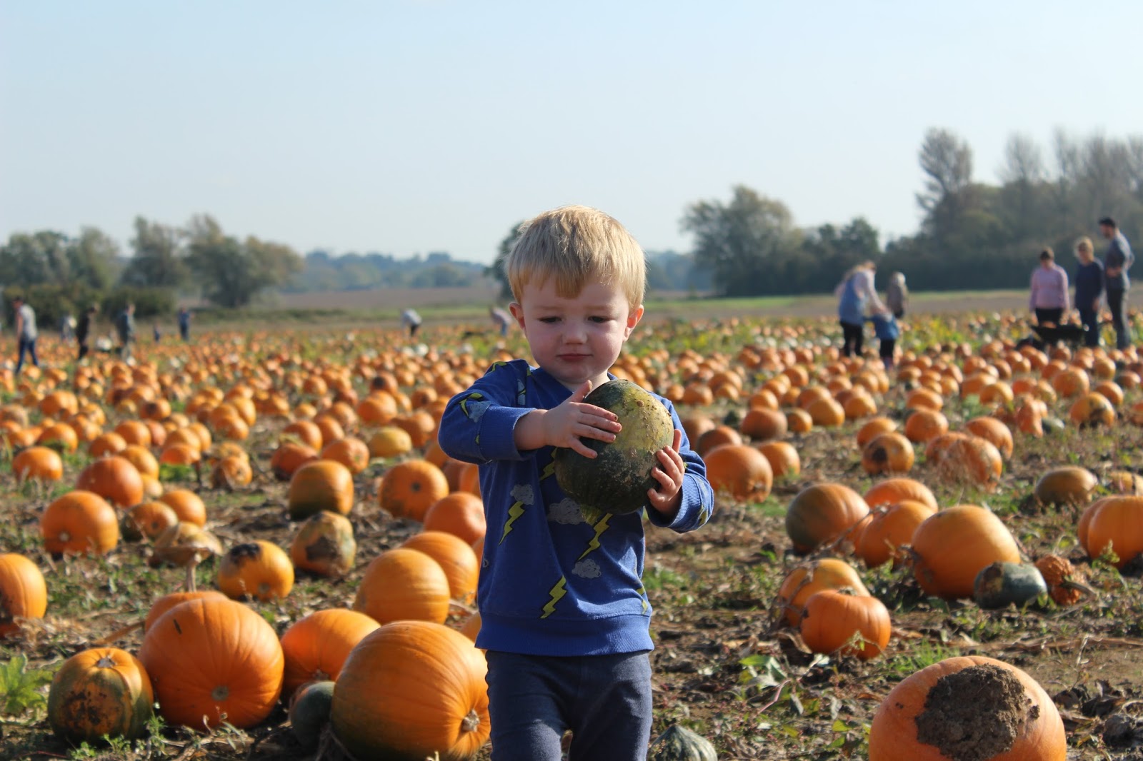 A Trip to the Pumpkin Patch | Pick Your Own Pumpkins, Ashford 2017 ...