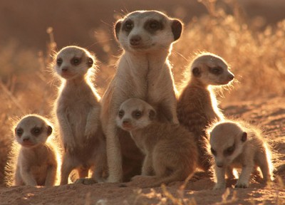 Eslora: Los suricatos