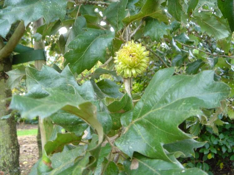 Old European culture: December 2014