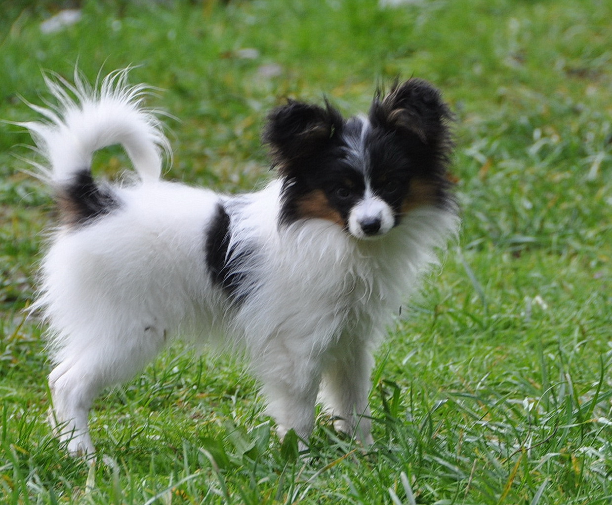 Road's End Papillons : 4.5 old Papillon Puppy