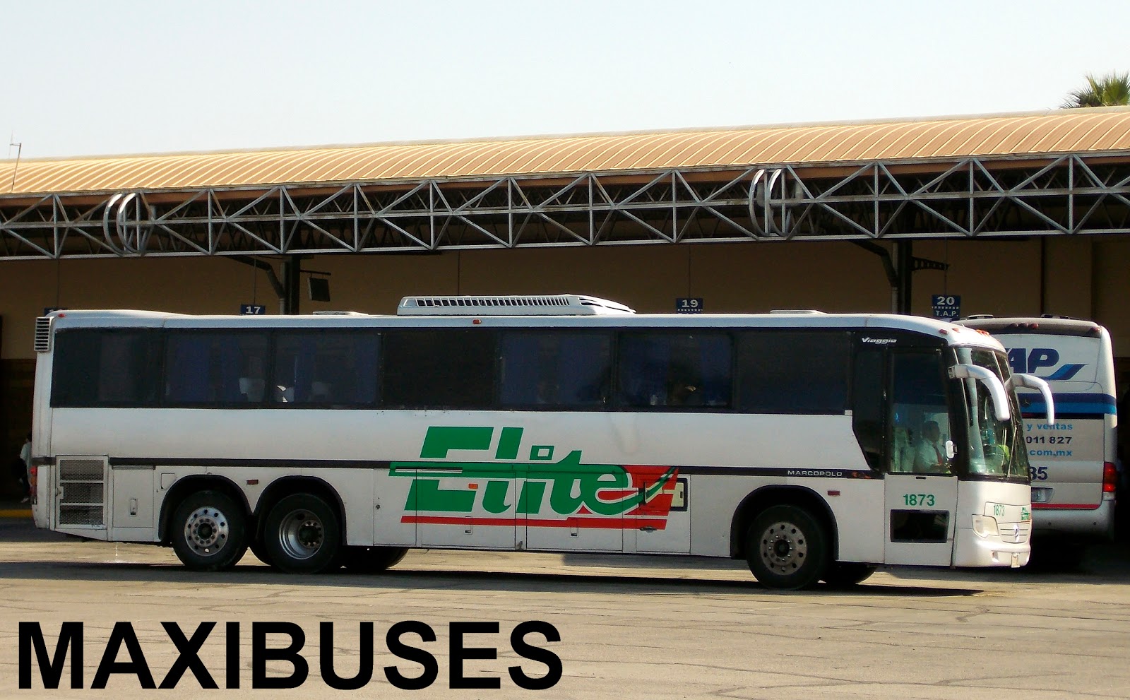 MAXIBUSES: ELITE