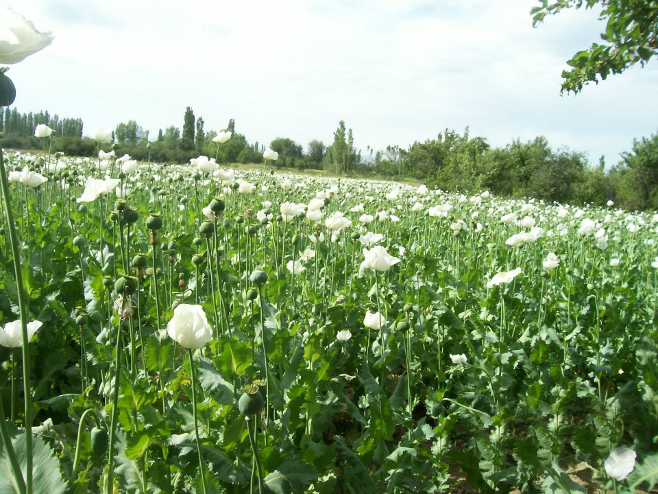 Afyonkarahisar Haşhaş Tarlası, opium poppy field