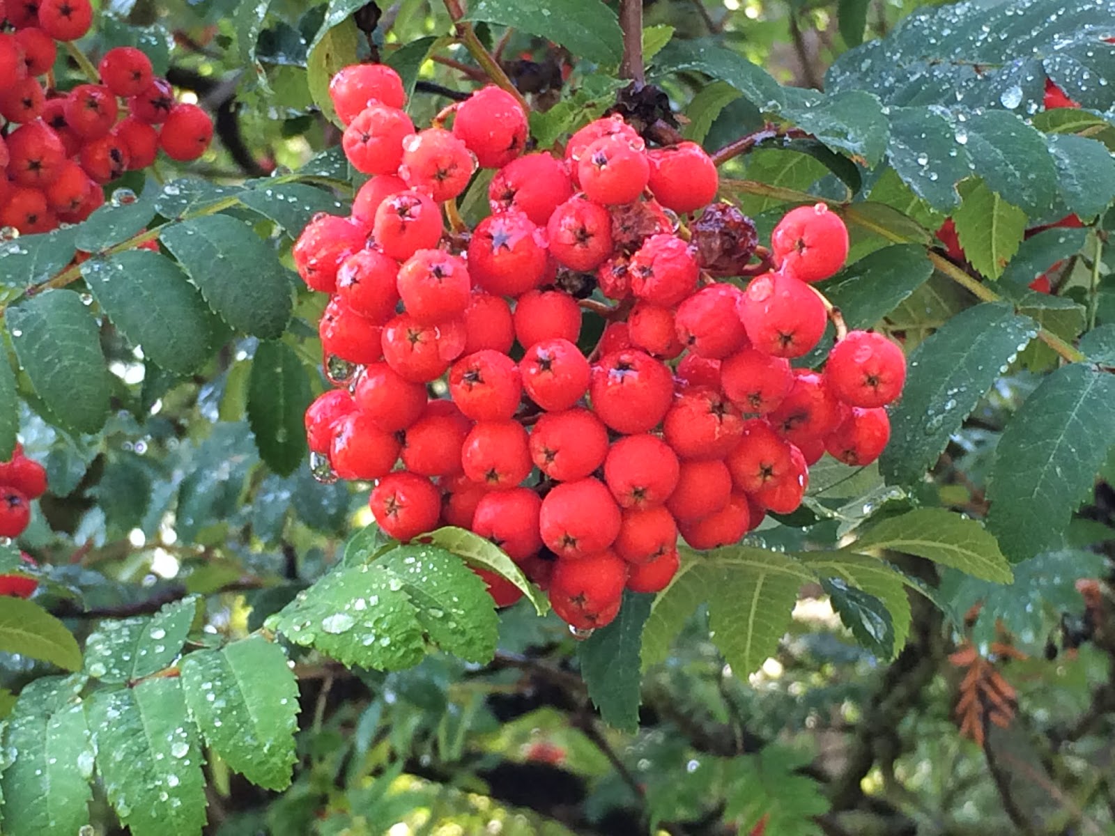 Trees of Santa Cruz County: Sorbus aucuparia - European Mt. Ash