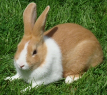 PETS: Dutch Rabbit