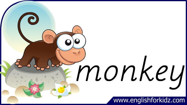 Wild Animals Flashcards