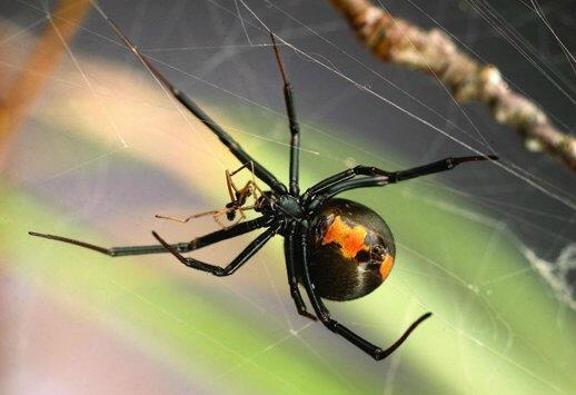 10 Hewan atau Binatang kanibal