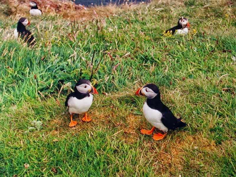 PUFFINS photos - wallpapers (ανανεωμένο) | the fun bank