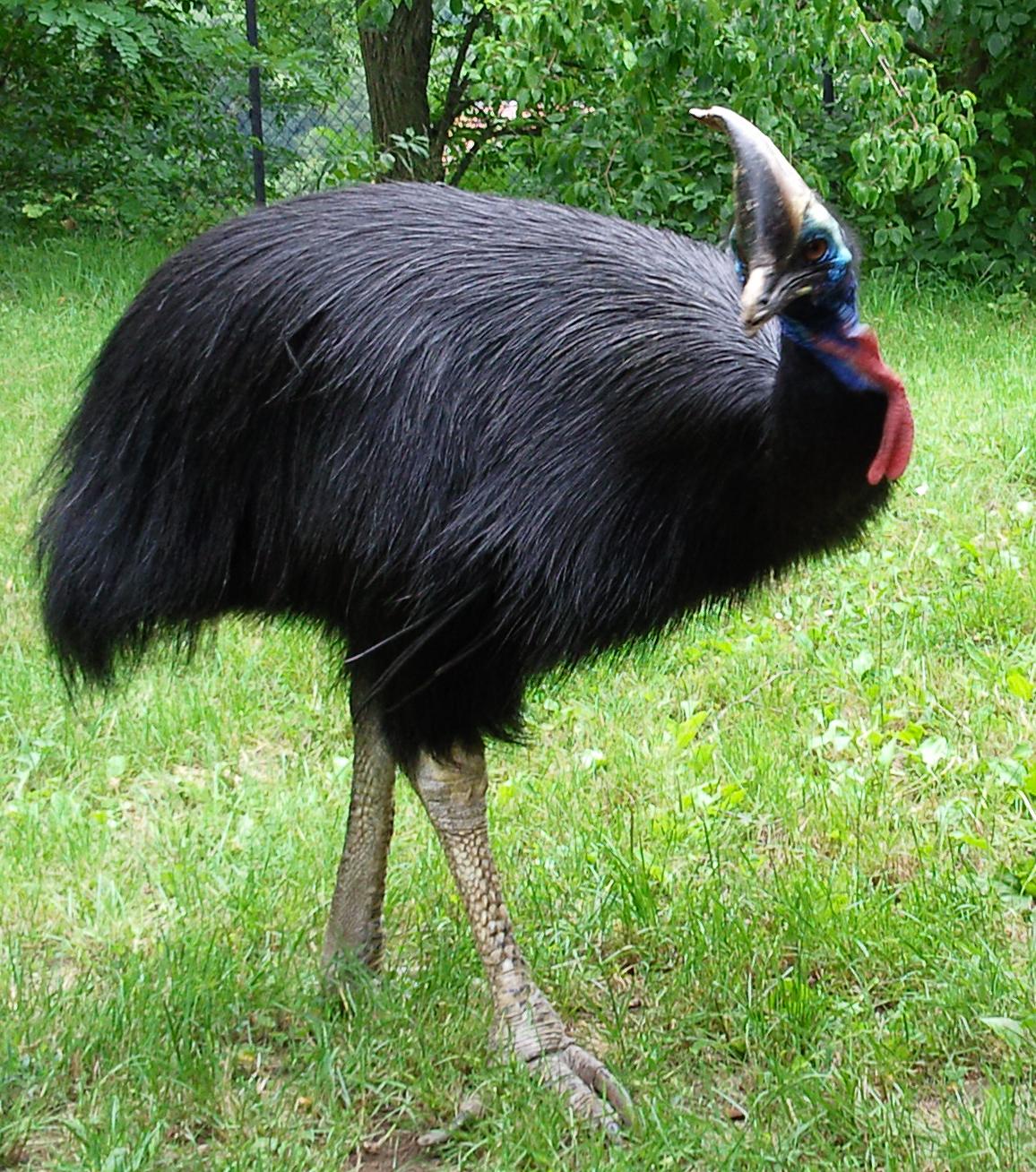 pan-Aves: Dinosauři v Zoo Praha, díl 1. – Neornithes bez Telluraves