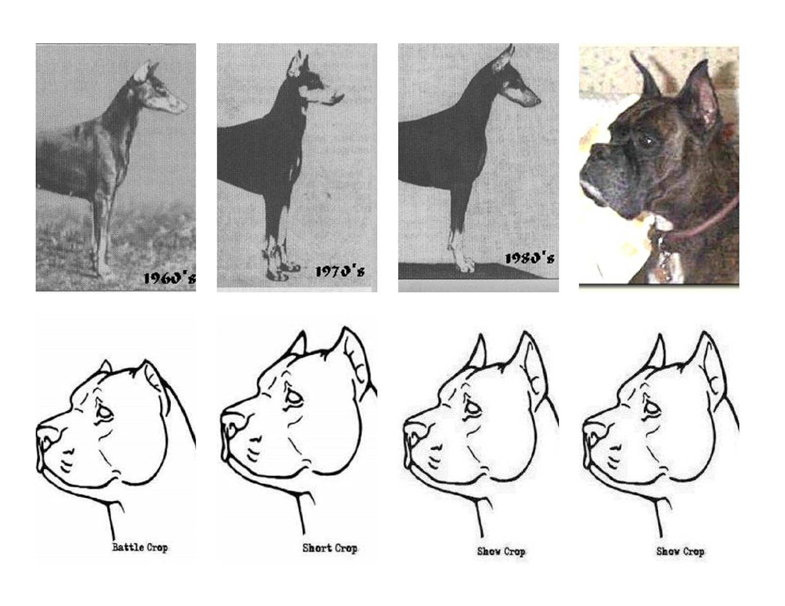 Tipos de cortes de orejas para pitbull - Imagui