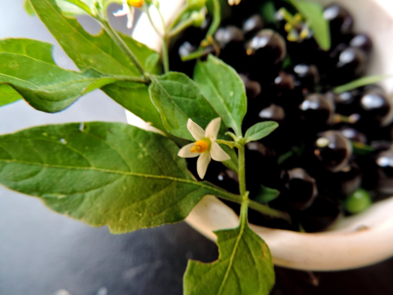 come-se: Maria Pretinha. Ou Black Mary, a nossa blueberry