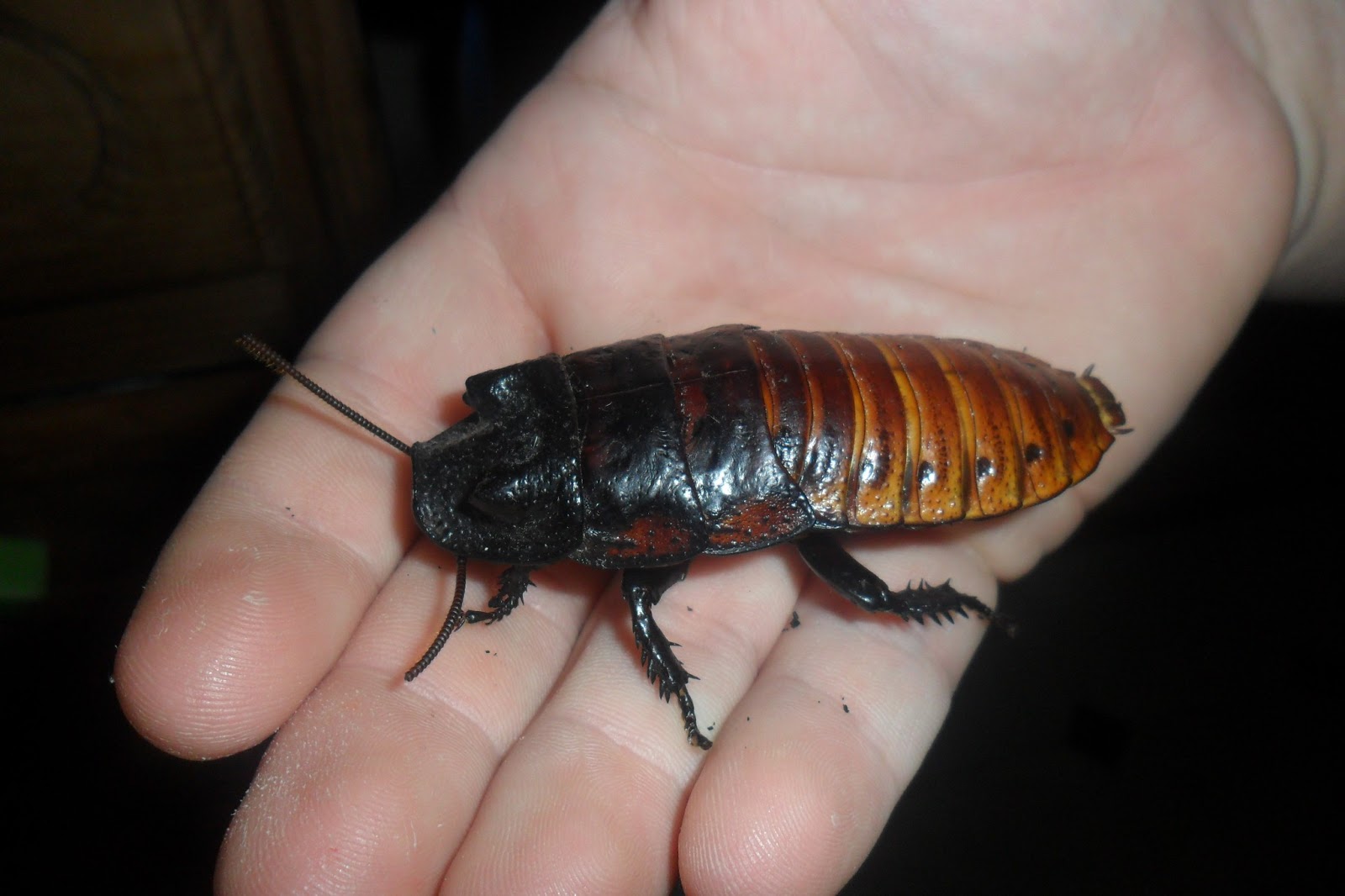 Mascotas Diferentes: Cucaracha de Madagascar