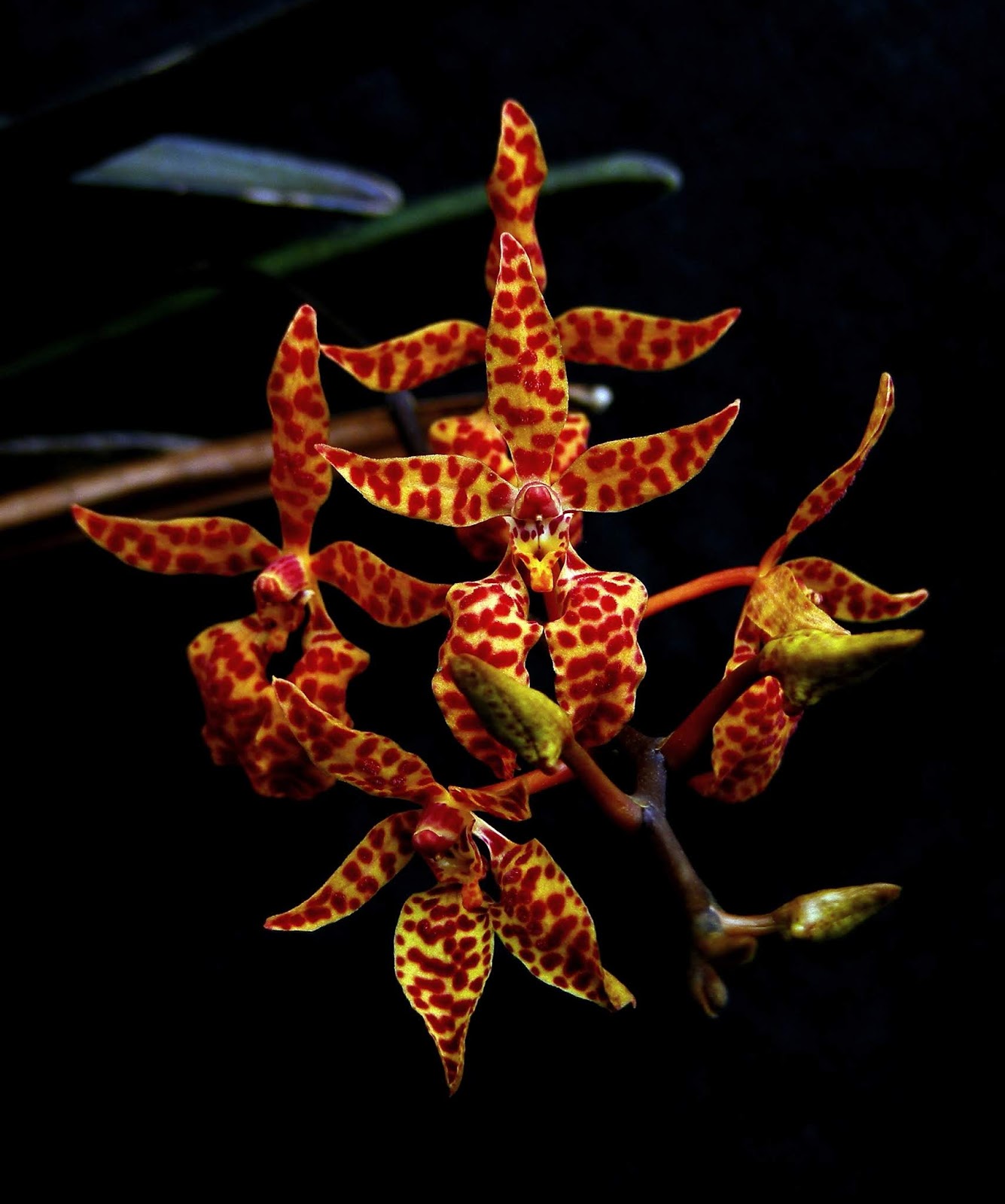 Renanthera monachica- the 'cute girl' orchid
