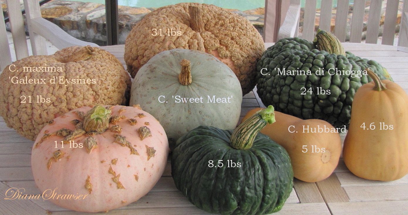 Ugly Things Need Love Too! | Halloween Forum