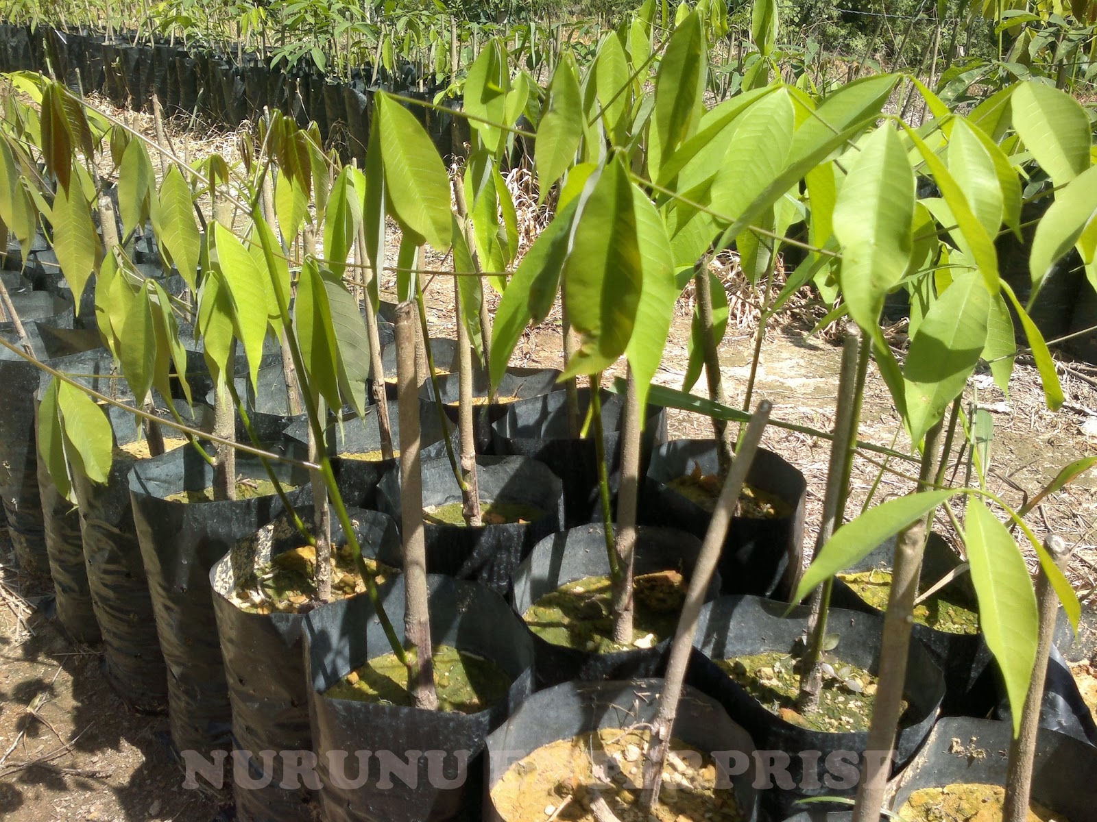 Nuim Rubber Nursery: MENERIMA TEMPAHAN BIBIT POKOK GETAH KLON