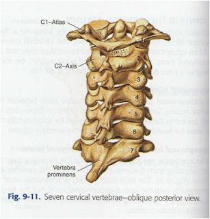 Radiografi C.V Cervicalis