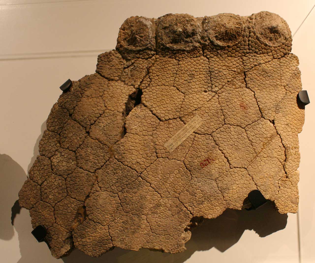 Louisville Fossils and Beyond: Pleistocene Glyptodon Fossil