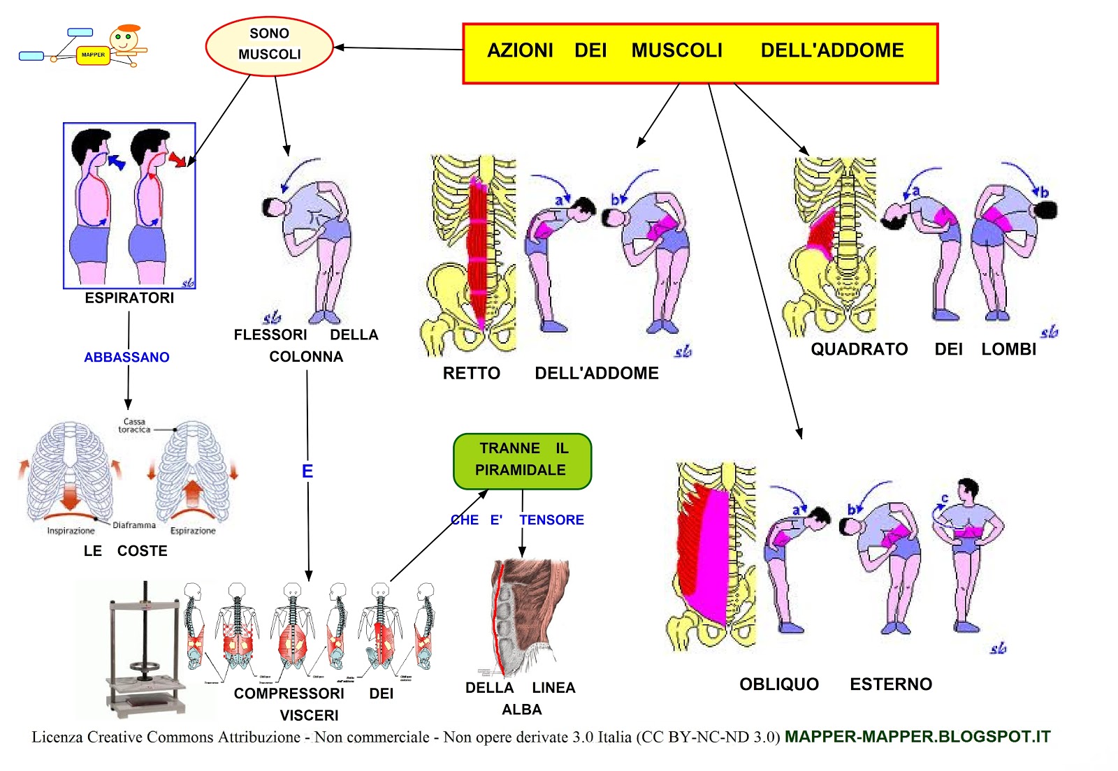Mappa concettuale: Muscoli dell'addome - Azioni • Scuolissima.com