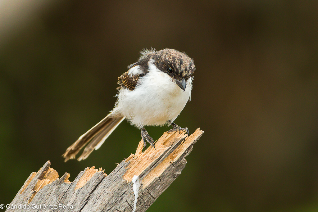 ALCAUDON COLILARGO - Lanius Cabanisi | Observatorio de la Naturaleza