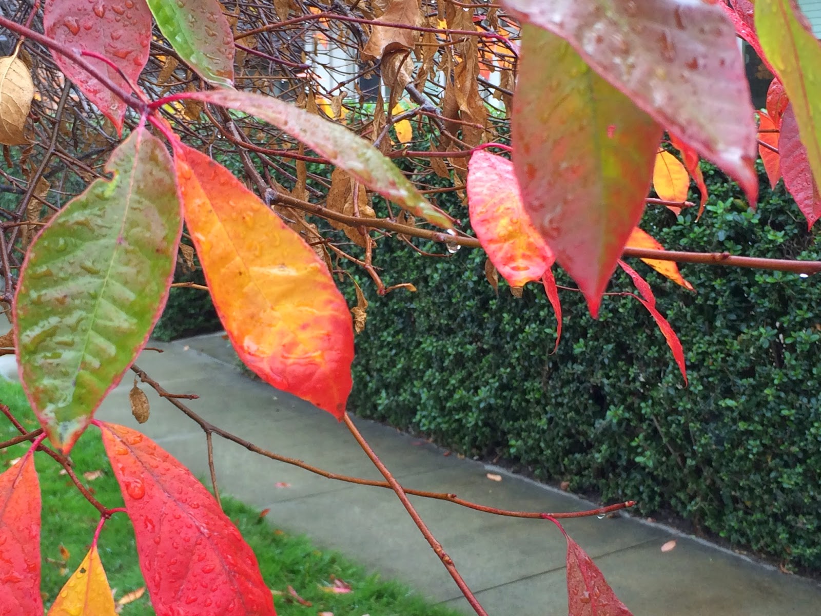 Trees of Santa Cruz County: Nyssa sylvatica - Tupelo tree