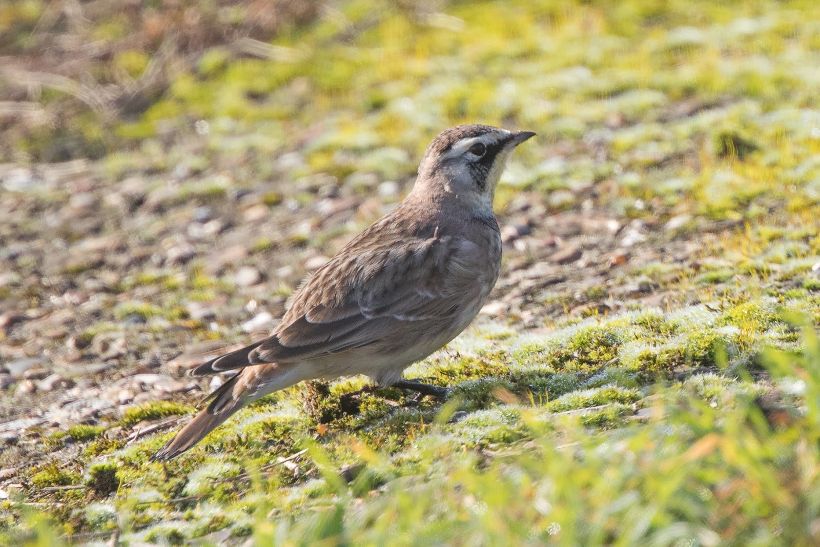 The Deskbound Birder: 'North American' Horned Lark - Staines Reservoir