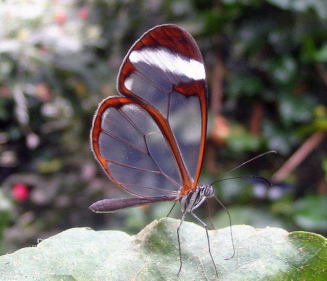 The Incredible Glasswing Butterfly | The Ark In Space