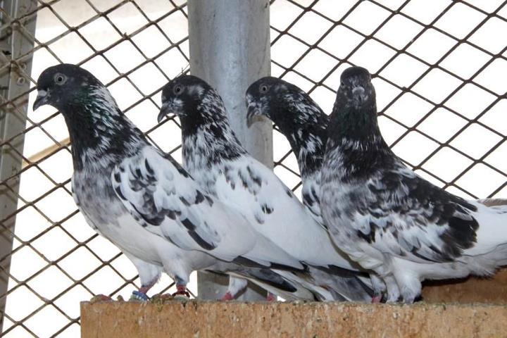 Pakistani Sialkoti Pigeons ~ Pigeons Photos | Pigeons Care | Pigeons ...