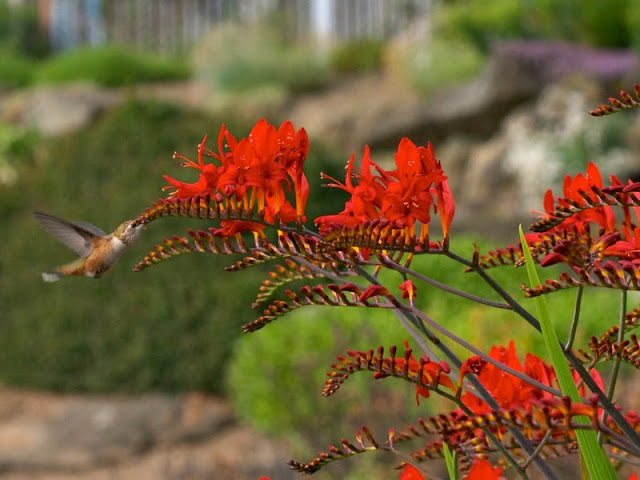 HOW TO GROW CROCOSMIA |The Garden of Eaden