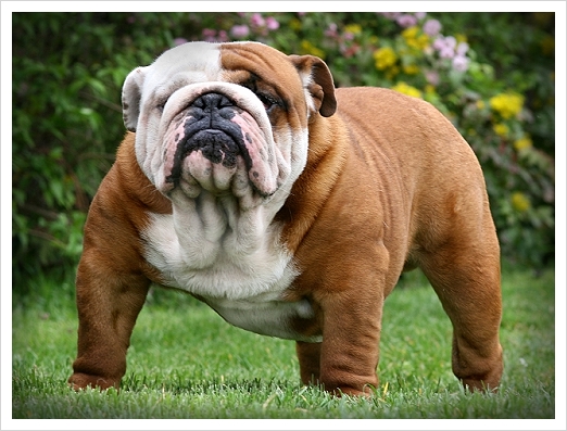 Bulldog Wallpapers | Fun Animals Wiki, Videos, Pictures, Stories