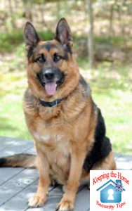 KEEPING THE HOME SECURITY TIPS: Guard Dogs for Home Security