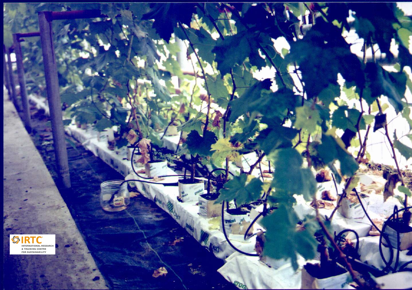 Hydroponic News