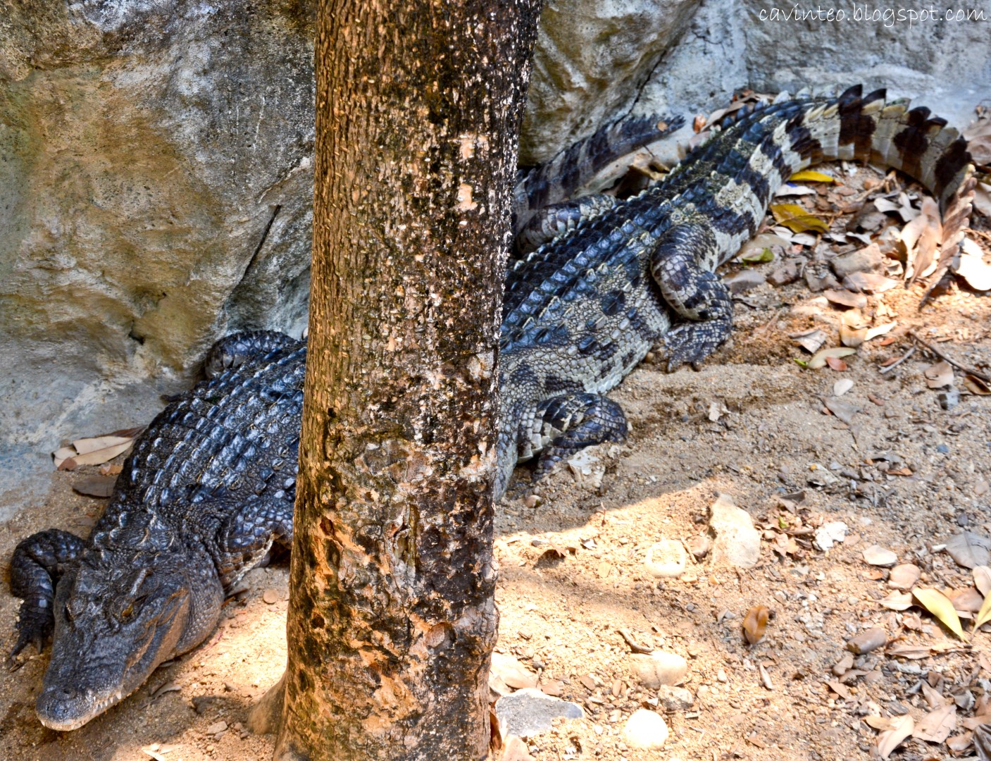 Entree Kibbles: Cleaning the Crocodile Den @ Dusit Zoo [Bangkok]