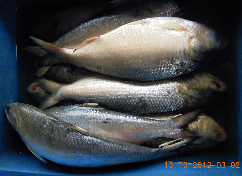 lizjournal ...: Mari Mengenal Ikan - Jeram