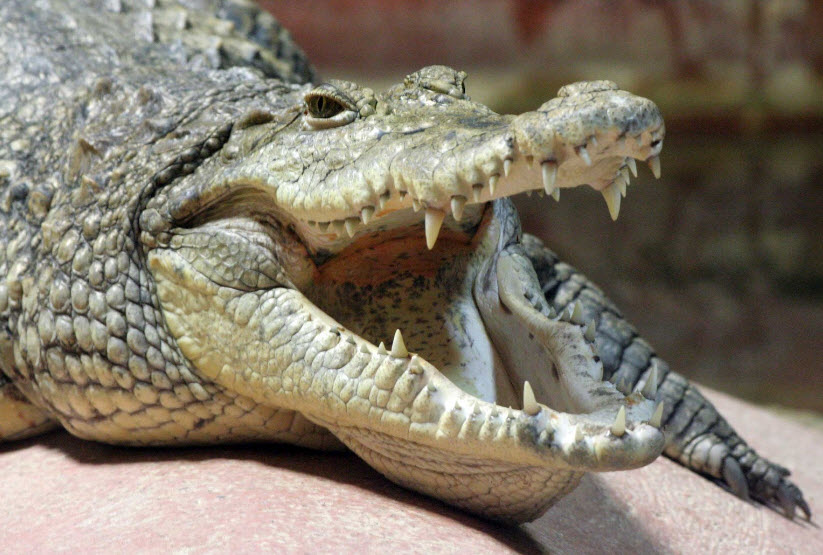 Nile Crocodile | The Biggest Animals Kingdom