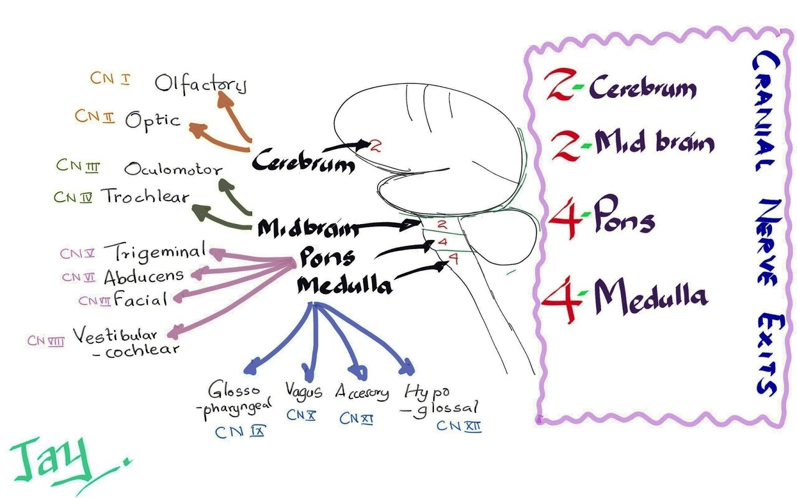Medicowesome Cranial Nerve Exits Mnemonic 2 2 4 4 medicowesome-cranial-nerve-exits-mnemonic-2-2-4-4