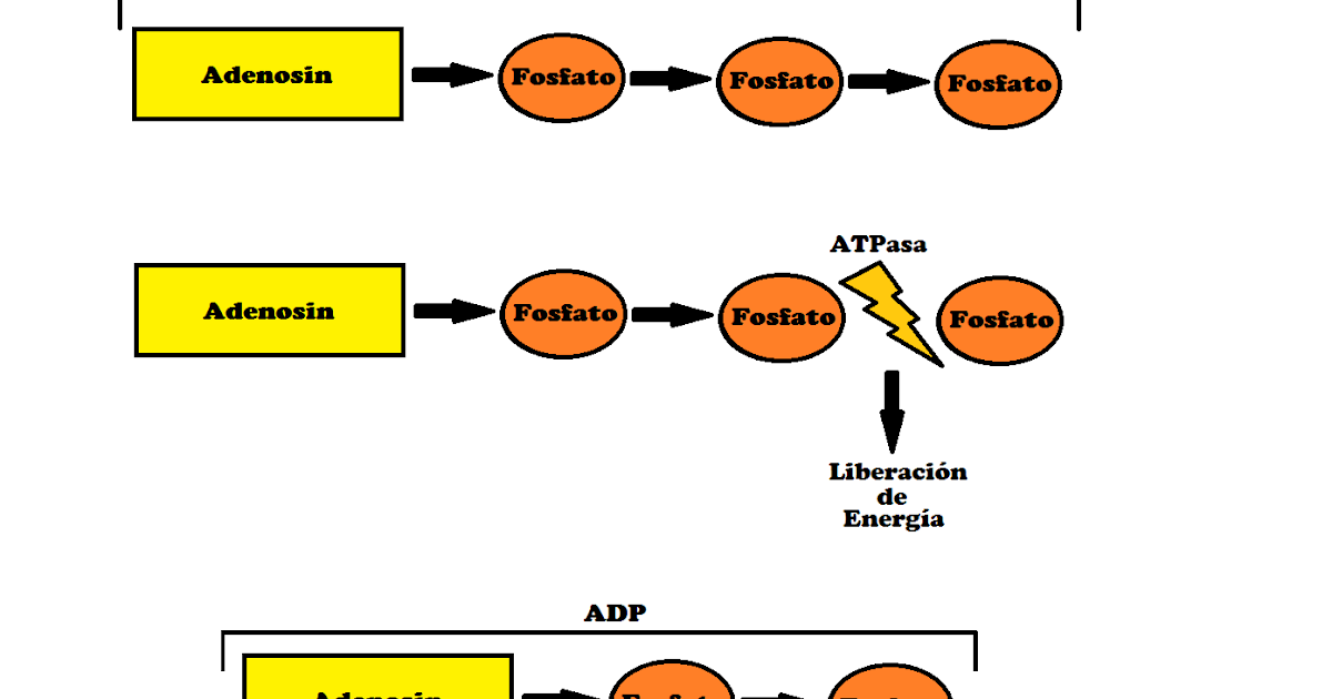 RendimientoDeportivo: ¿Qué es el ATP y como se transforma en energía?