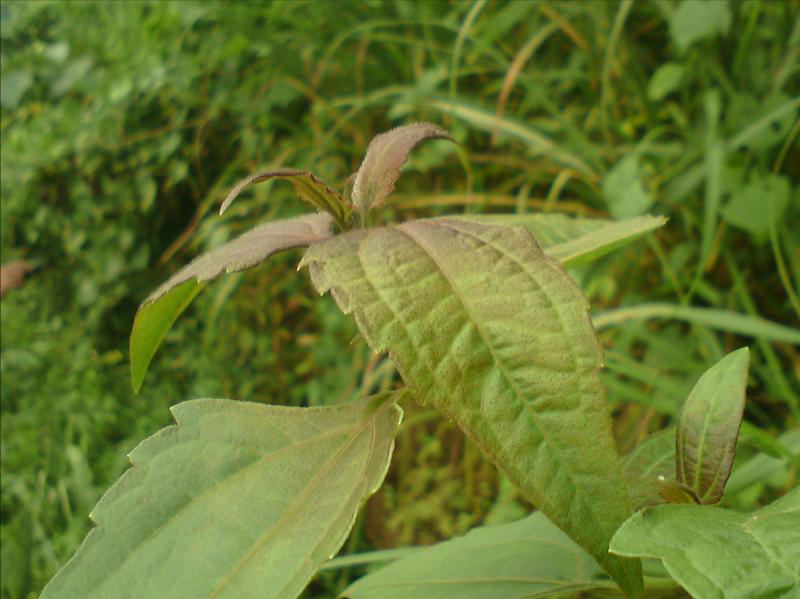 be creative, think nature and truth. My mobile blog: Communist Pacha ml ...