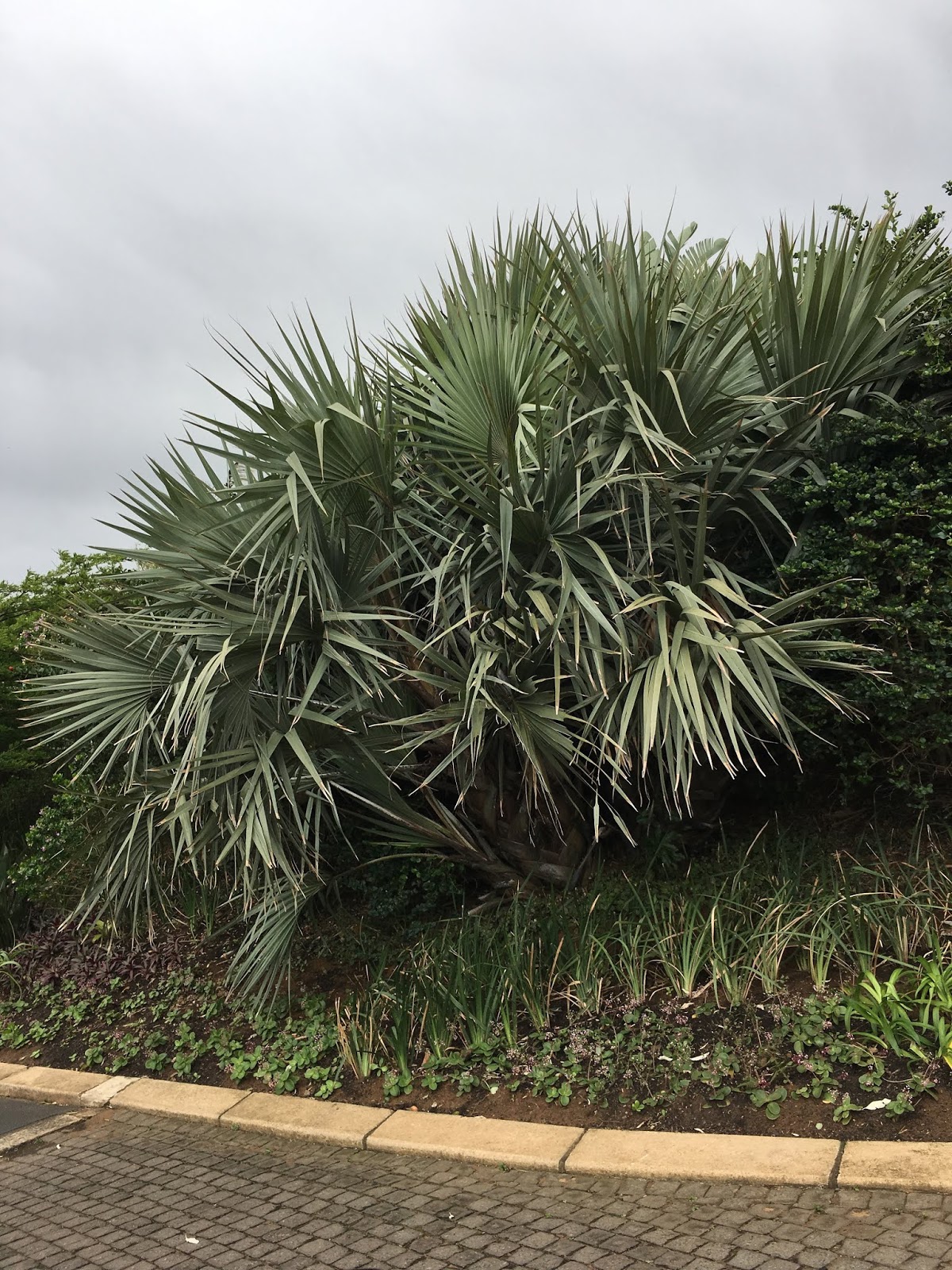 Gardening in Africa: Lala palm (Hyphaene coriacea)