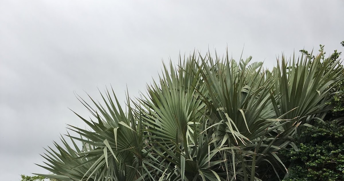 Gardening in Africa: Lala palm (Hyphaene coriacea)