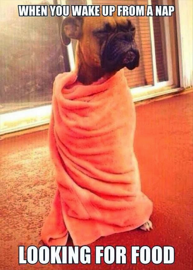 When you wake up from a nap looking for food ~ Joke All You Can