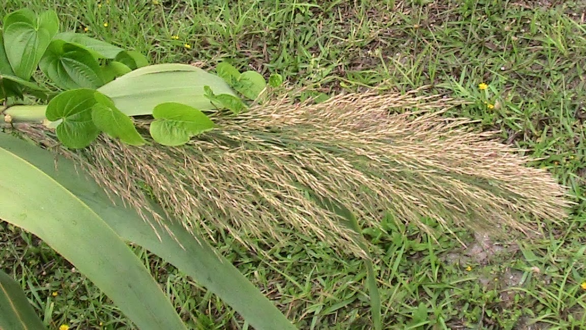 My Back Forty Garden and Park: Tall Reeds