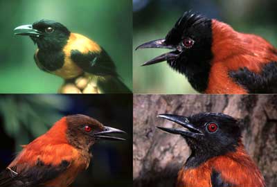 Burung Beracun dari Papua (Hooded Pitohui)