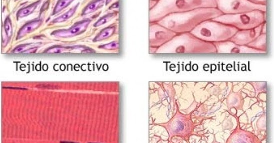 Células, tejidos y sistemas del cuerpo humano Células, tejidos y sistemas del cuerpo humano